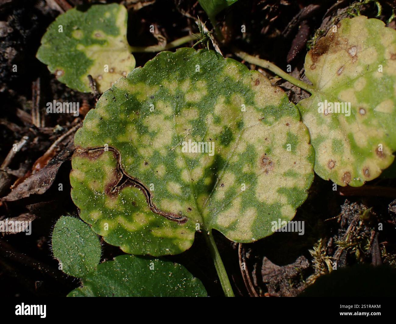 rust fungi (Pucciniales Stock Photo - Alamy