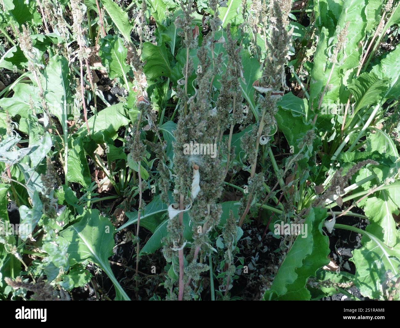 Redroot Amaranth (Amaranthus retroflexus Stock Photo - Alamy