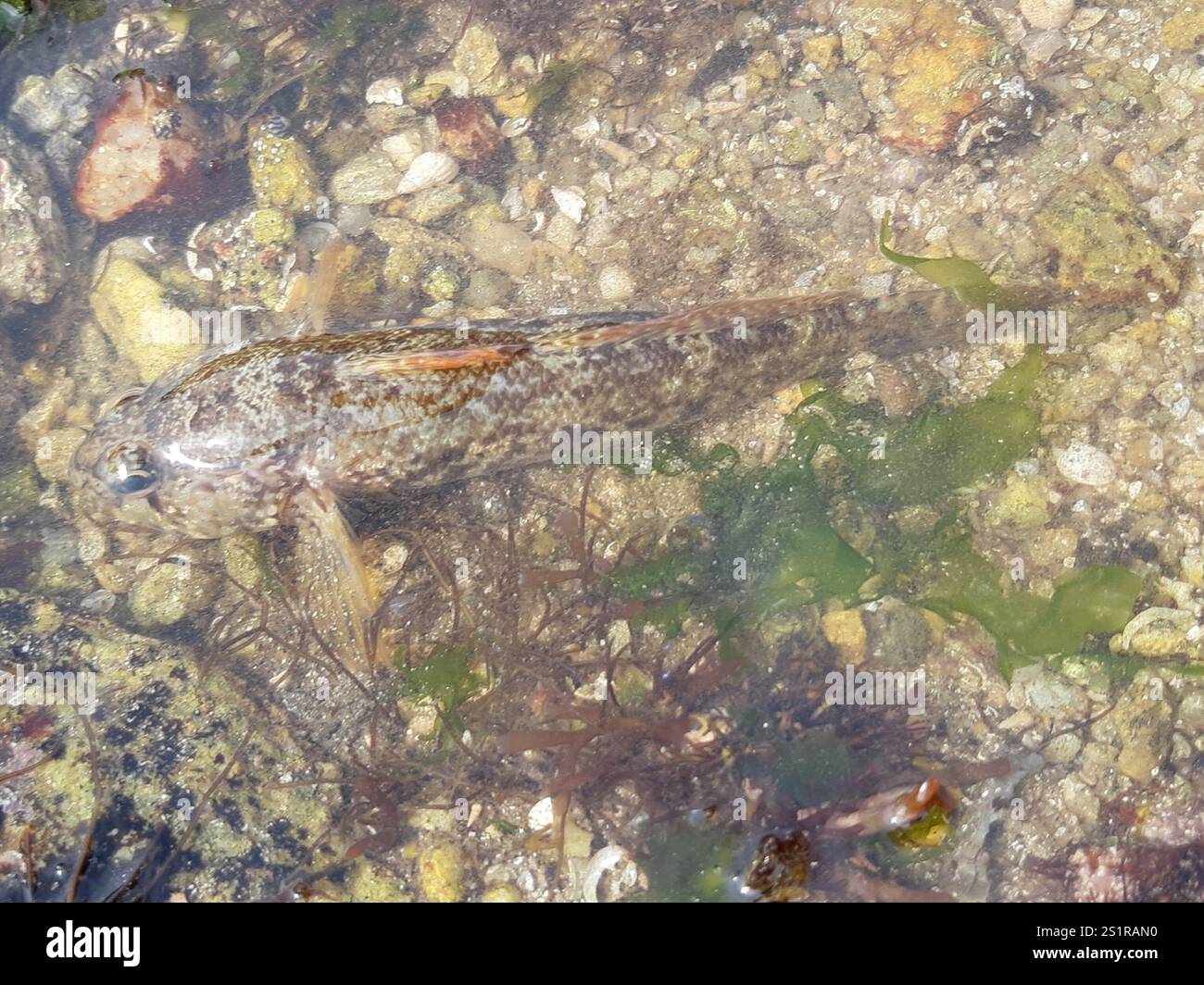 Rock Goby (Gobius paganellus Stock Photo - Alamy
