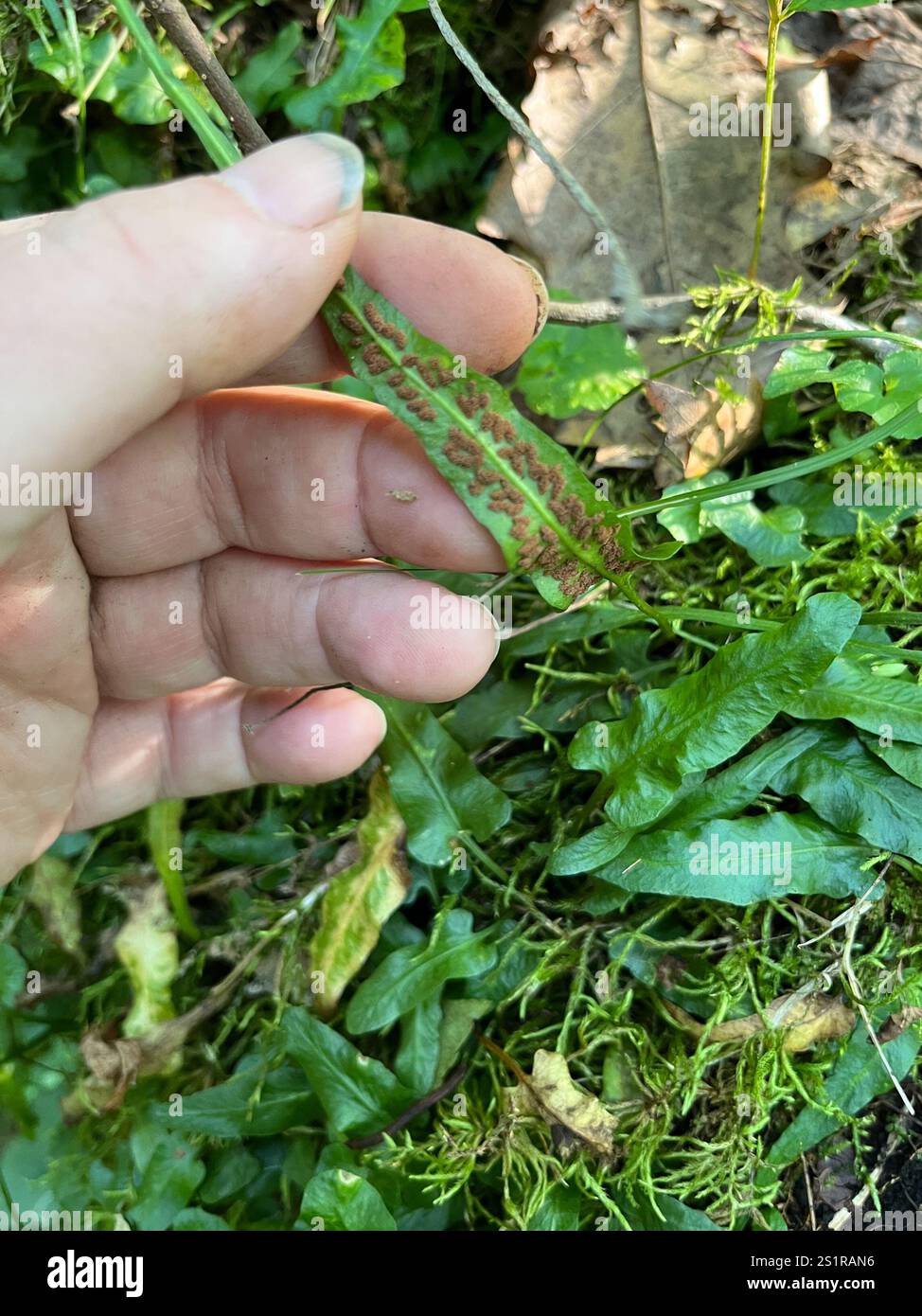 Asplenium rhizophyllum hi-res stock photography and images - Alamy