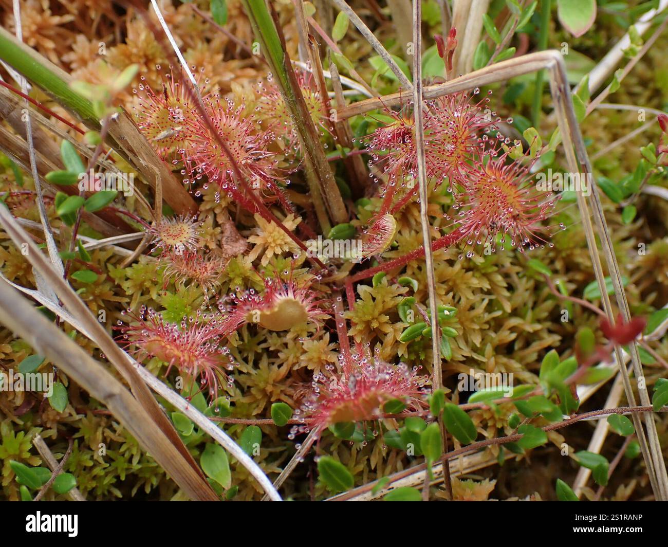 round-leaved sundew (Drosera rotundifolia Stock Photo - Alamy
