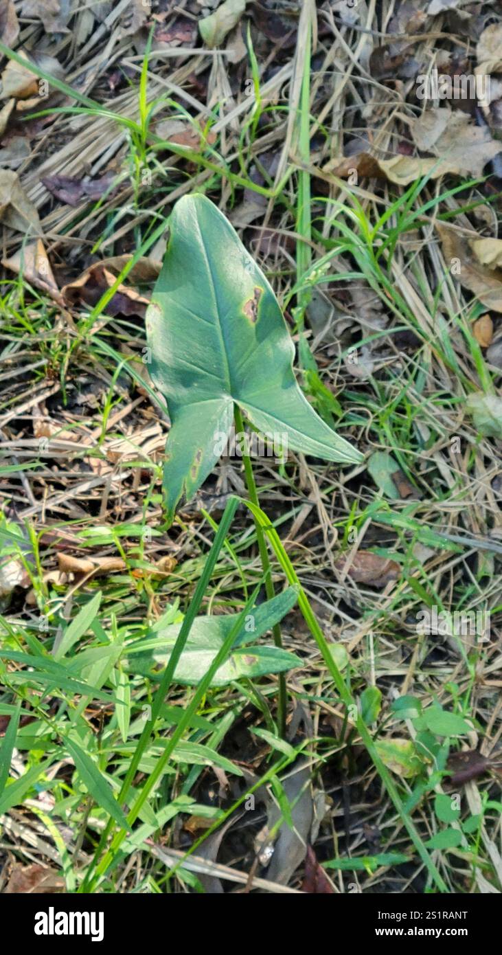 Green Arrow Arum (Peltandra virginica Stock Photo - Alamy