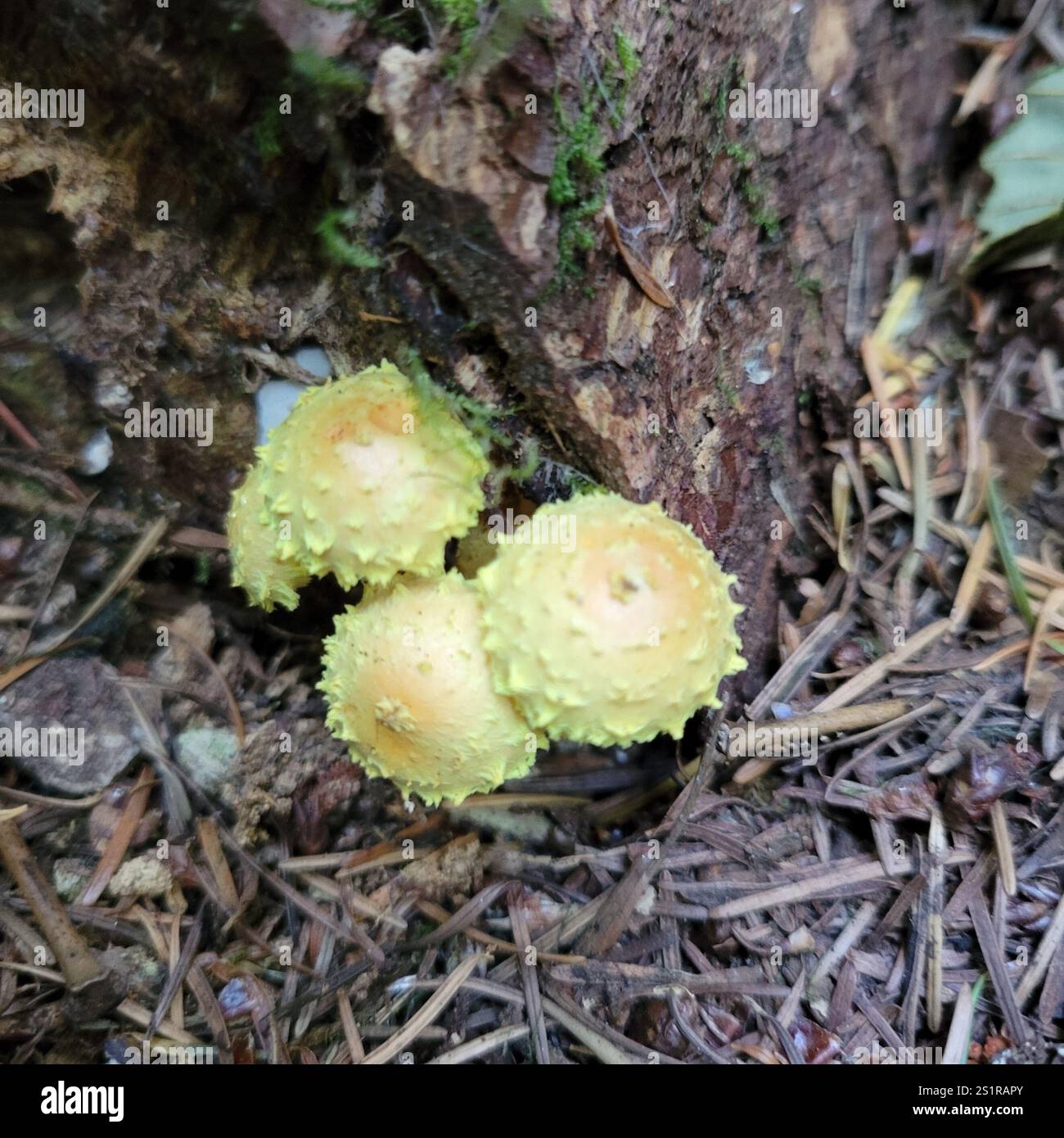 flaming scalycap (Pholiota flammans Stock Photo - Alamy