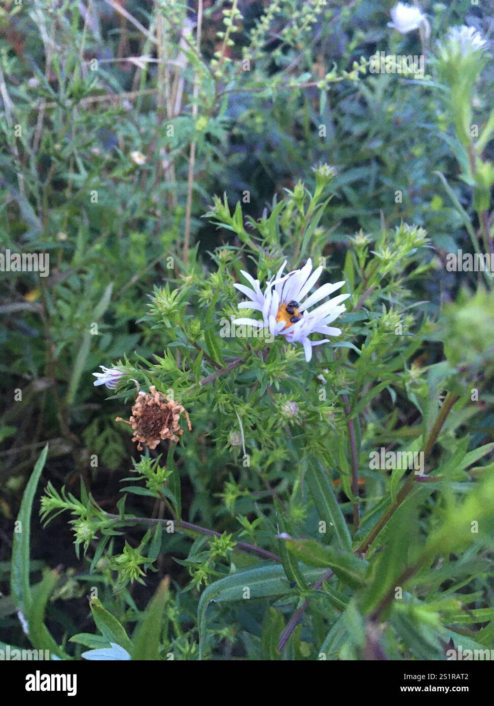 swamp aster (Symphyotrichum puniceum Stock Photo - Alamy