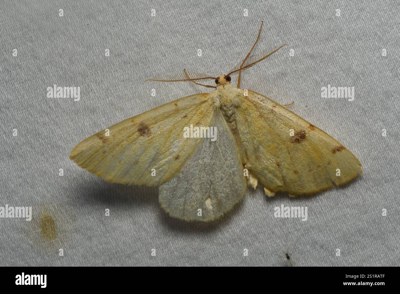 Sulphur Moth (Hesperumia sulphuraria Stock Photo - Alamy