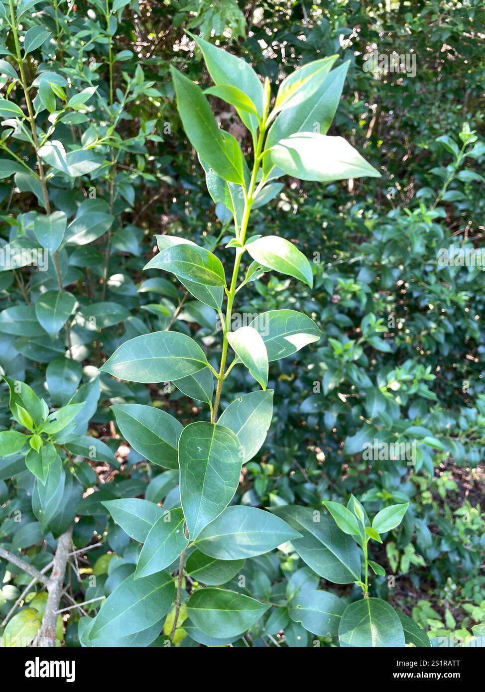tree privet (Ligustrum lucidum Stock Photo - Alamy