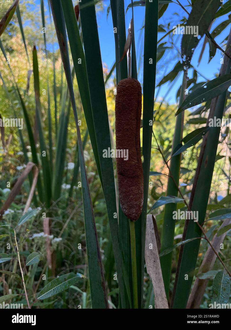 broadleaf cattail (Typha latifolia Stock Photo - Alamy