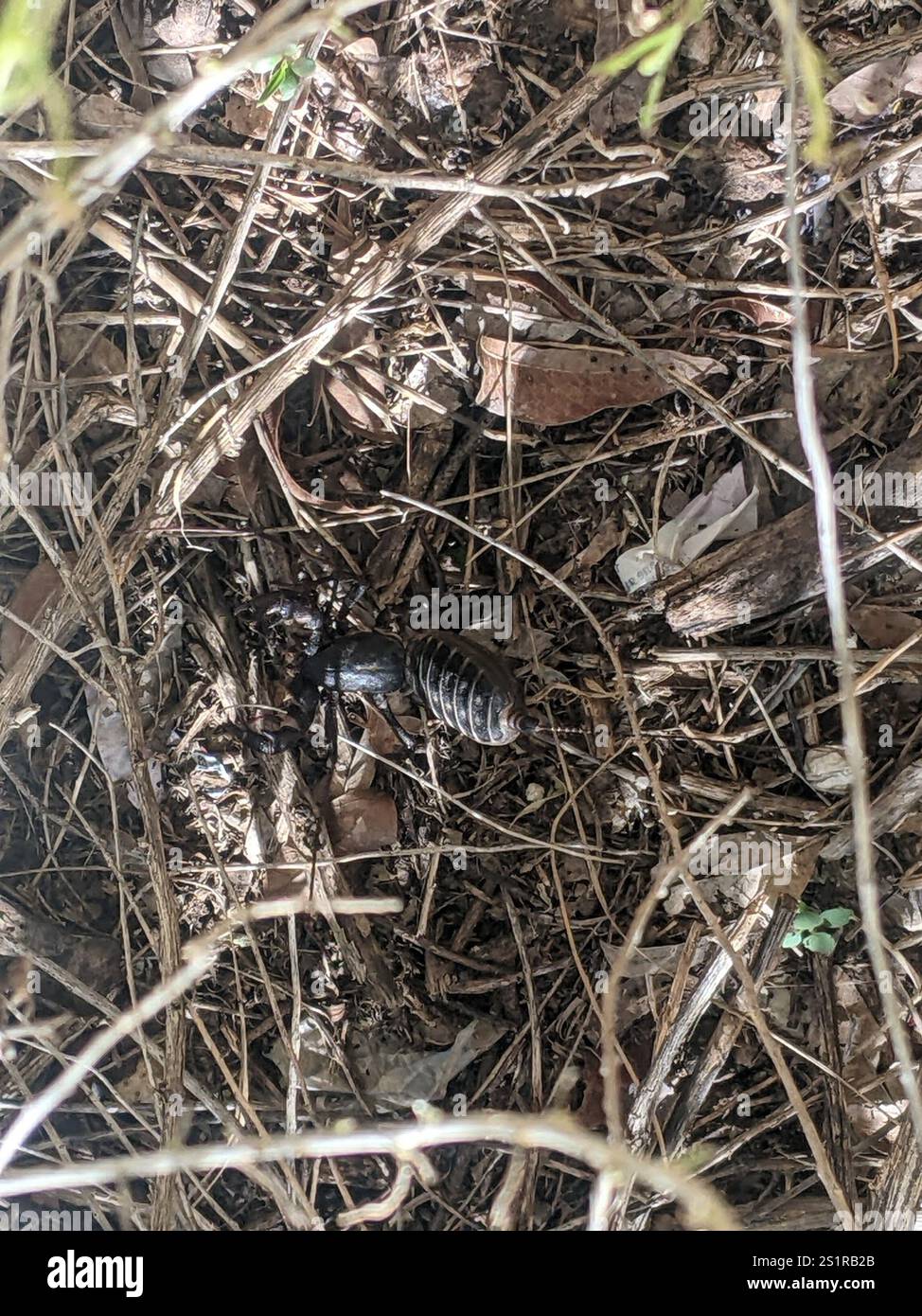 Giant Vinegaroon (Mastigoproctus giganteus Stock Photo - Alamy