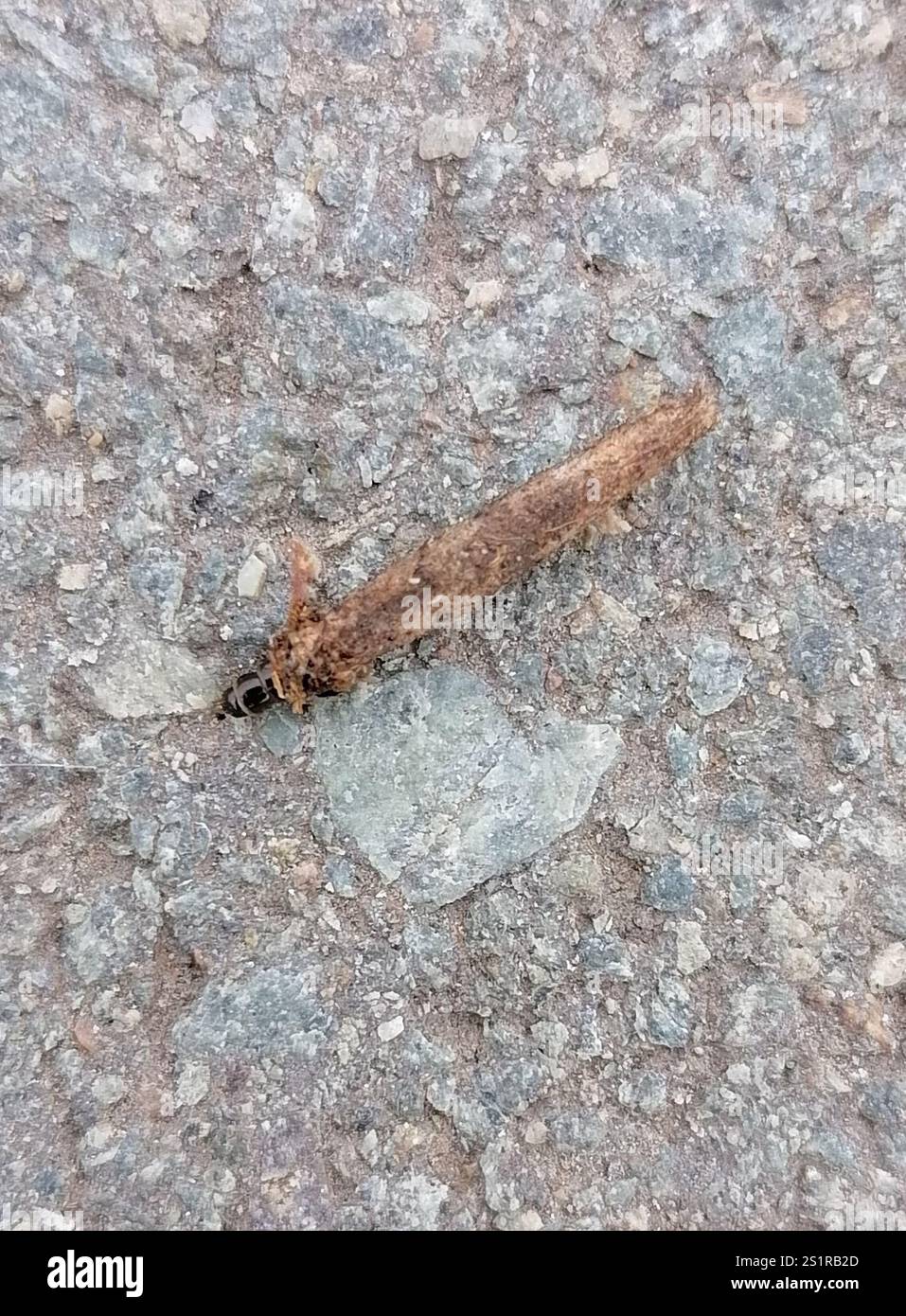 Bagworm Moths (Psychidae Stock Photo - Alamy