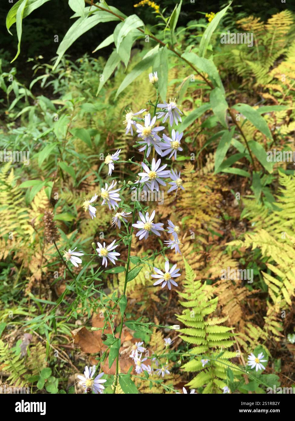 Common Blue Wood Aster (Symphyotrichum cordifolium Stock Photo - Alamy