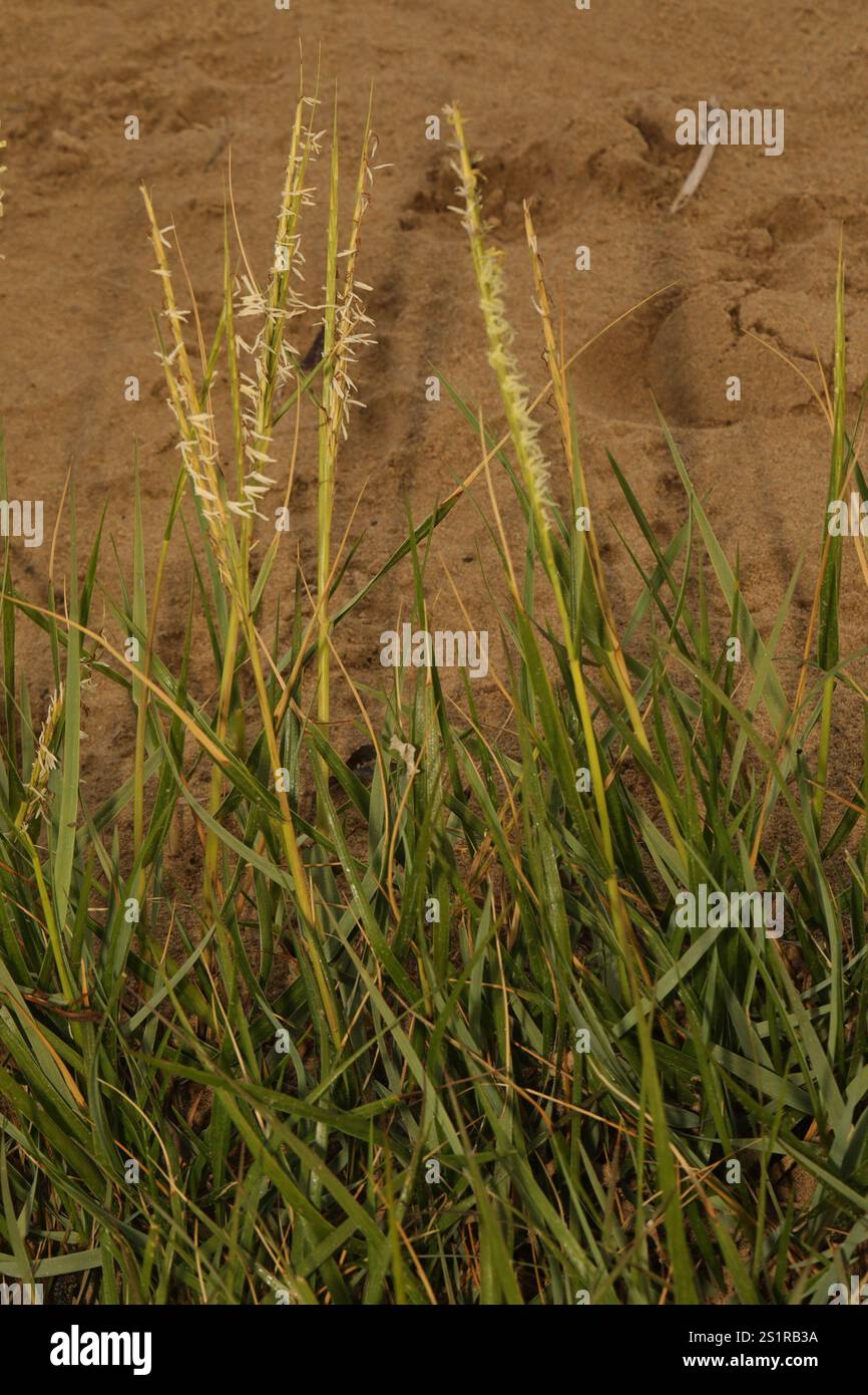 common cordgrass (Sporobolus anglicus Stock Photo - Alamy