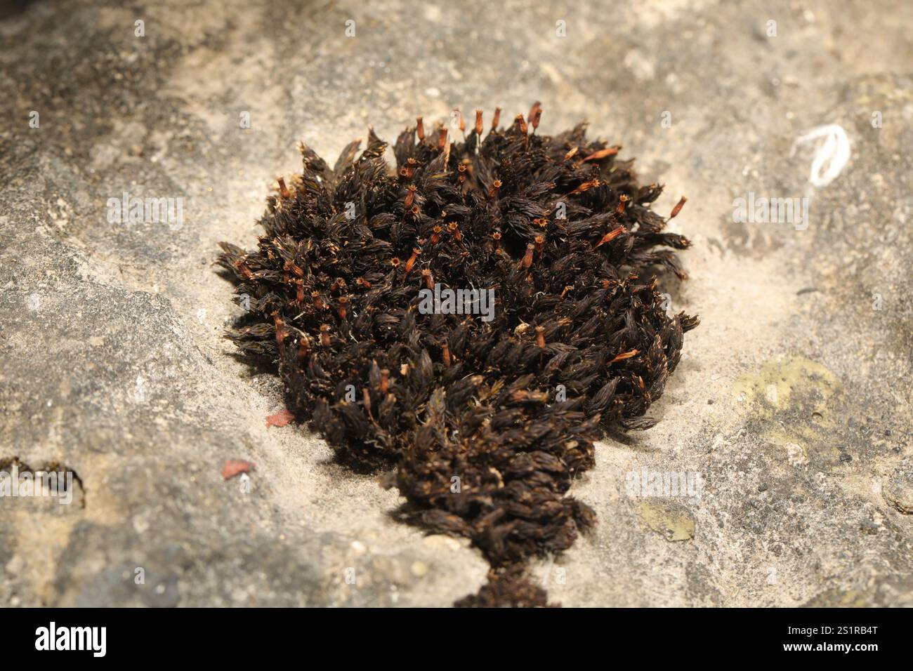 Anomalous Bristle-moss (Orthotrichum anomalum Stock Photo - Alamy