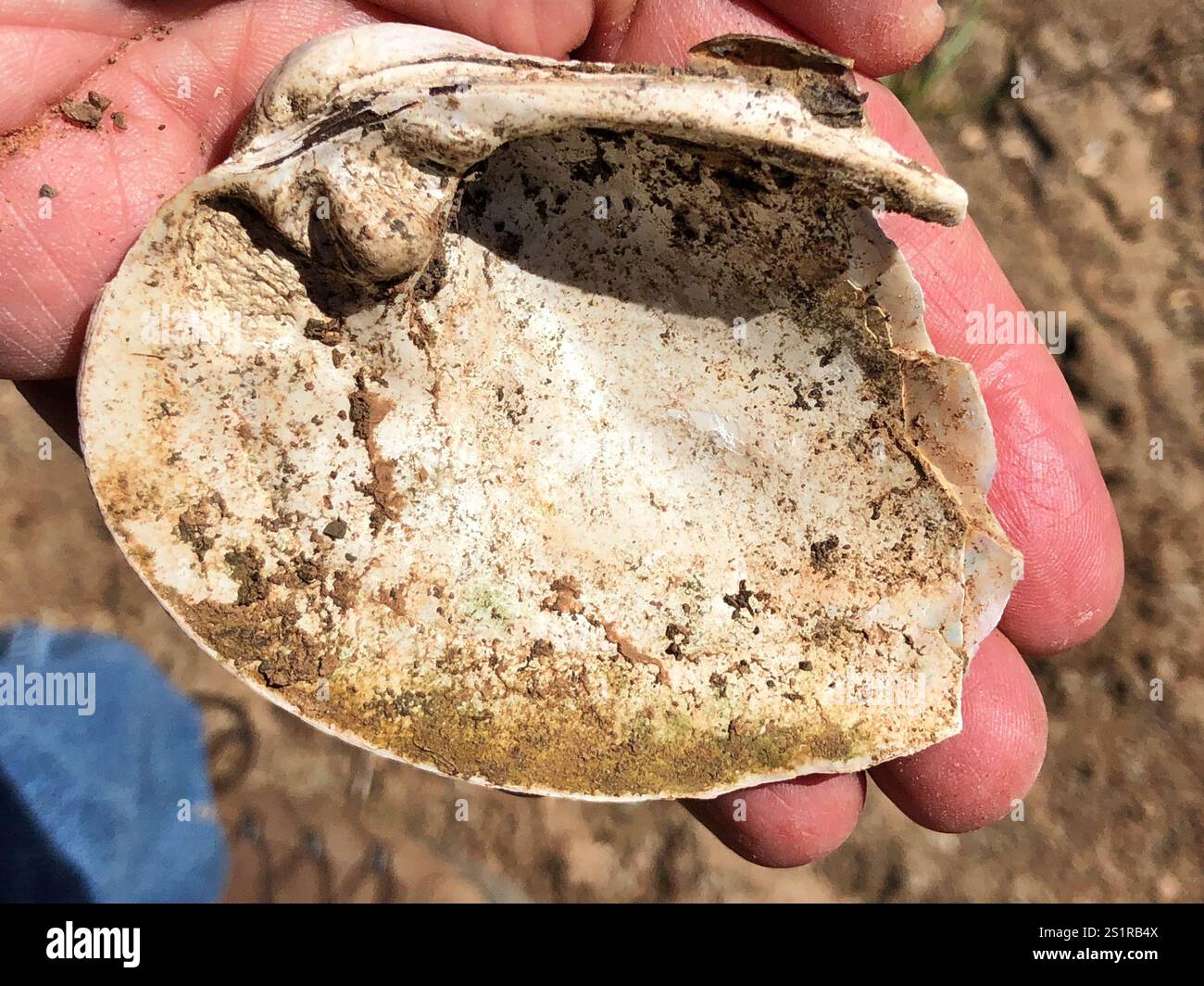Three-ridge Mussel (Amblema plicata Stock Photo - Alamy