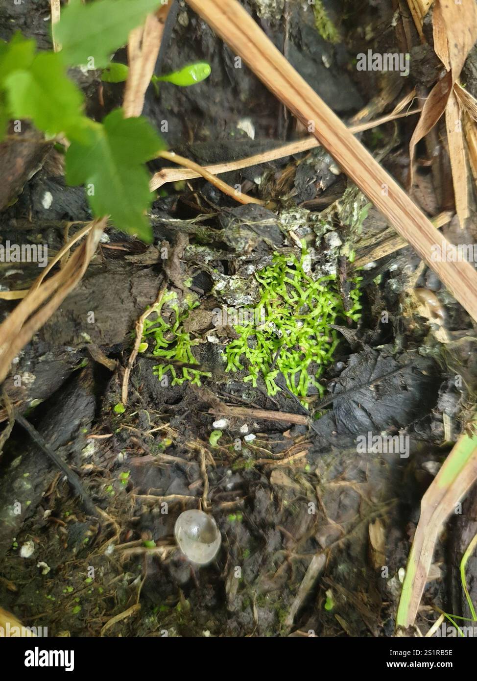 Floating Crystalwort (Riccia fluitans Stock Photo - Alamy