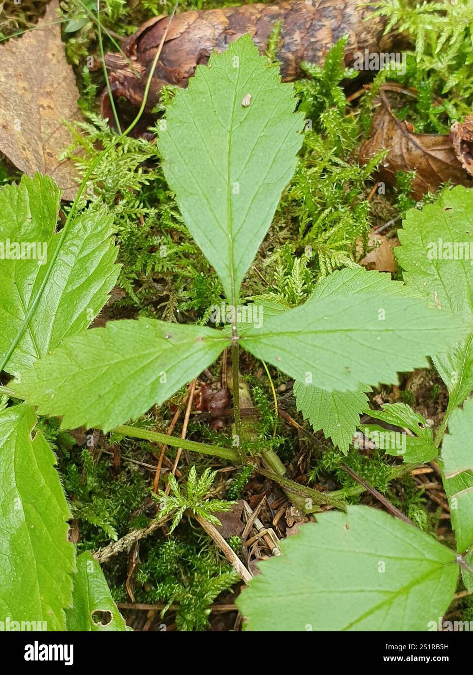 Stone Bramble (Rubus saxatilis Stock Photo - Alamy