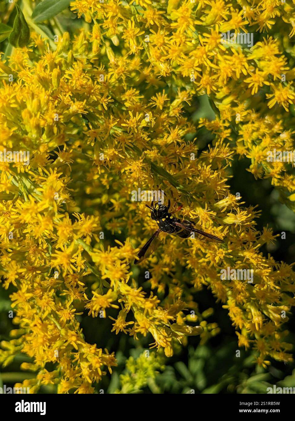 Four-lined Hornet Fly (Spilomyia sayi Stock Photo - Alamy