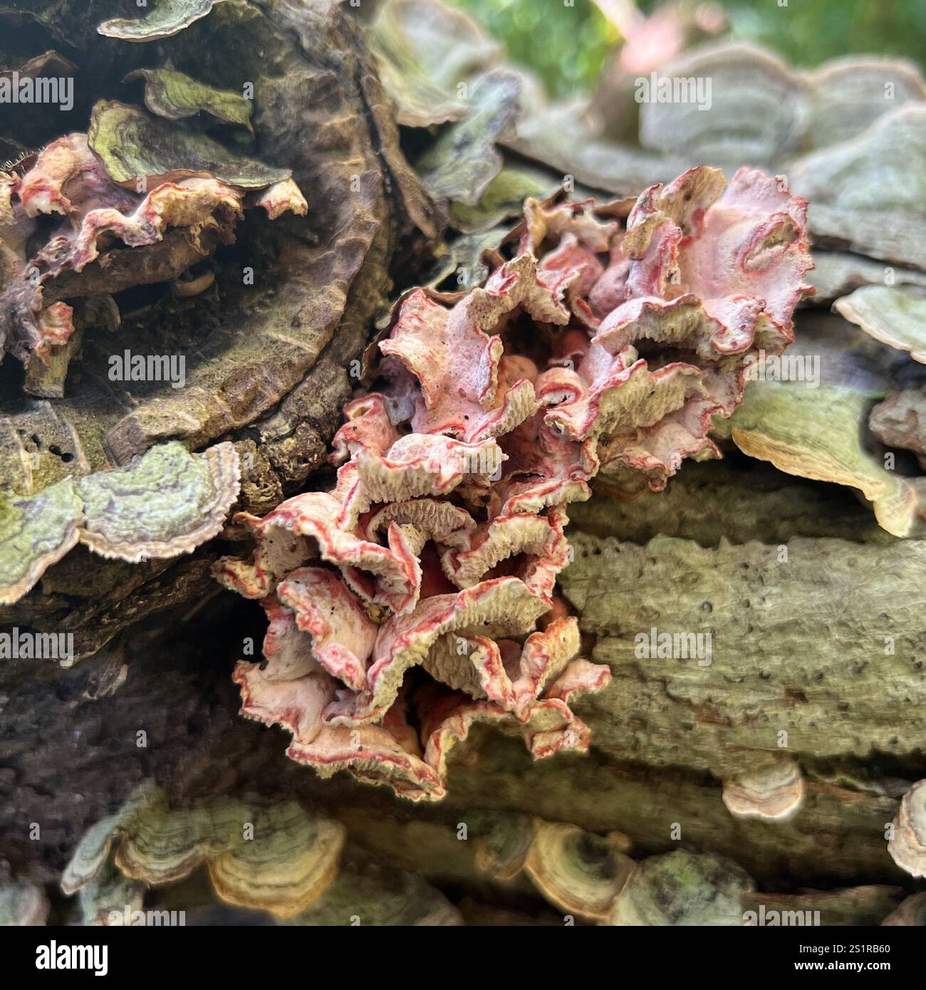 Coral-pink Merulius (Phlebia incarnata Stock Photo - Alamy
