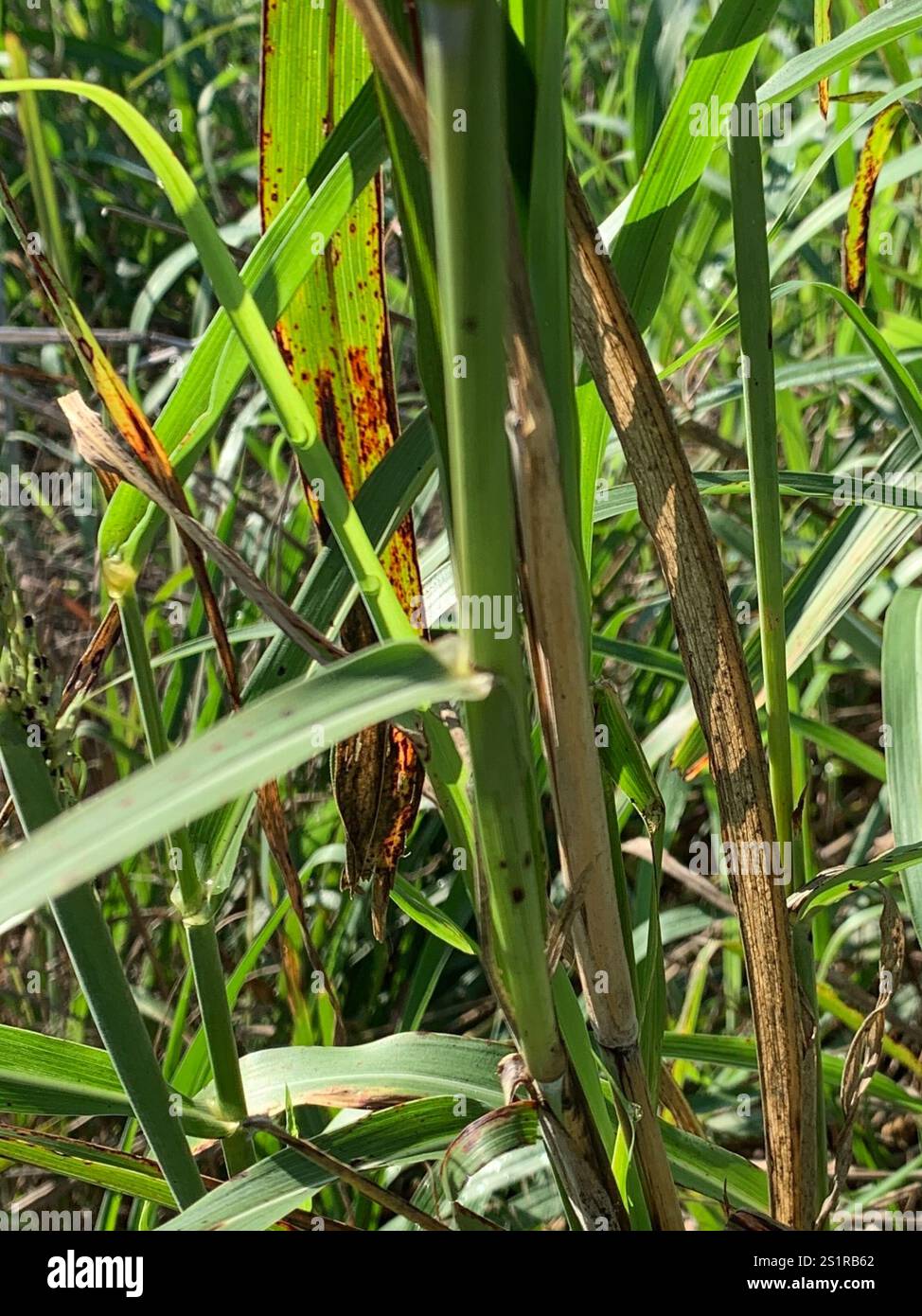 Johnson grass (Sorghum halepense Stock Photo - Alamy