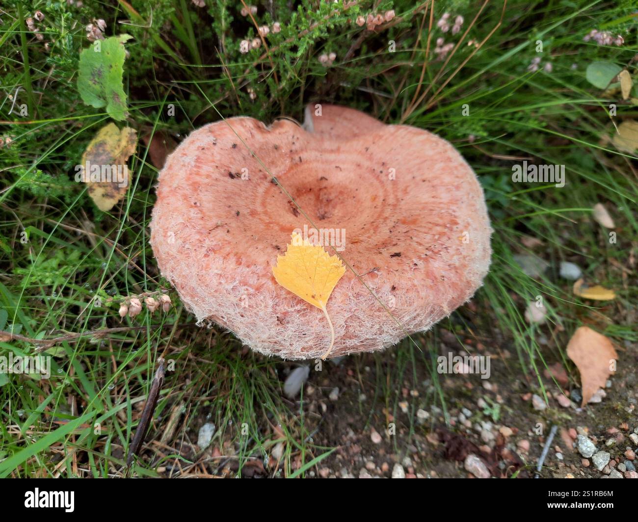 Woolly Milkcap (Lactarius torminosus Stock Photo - Alamy