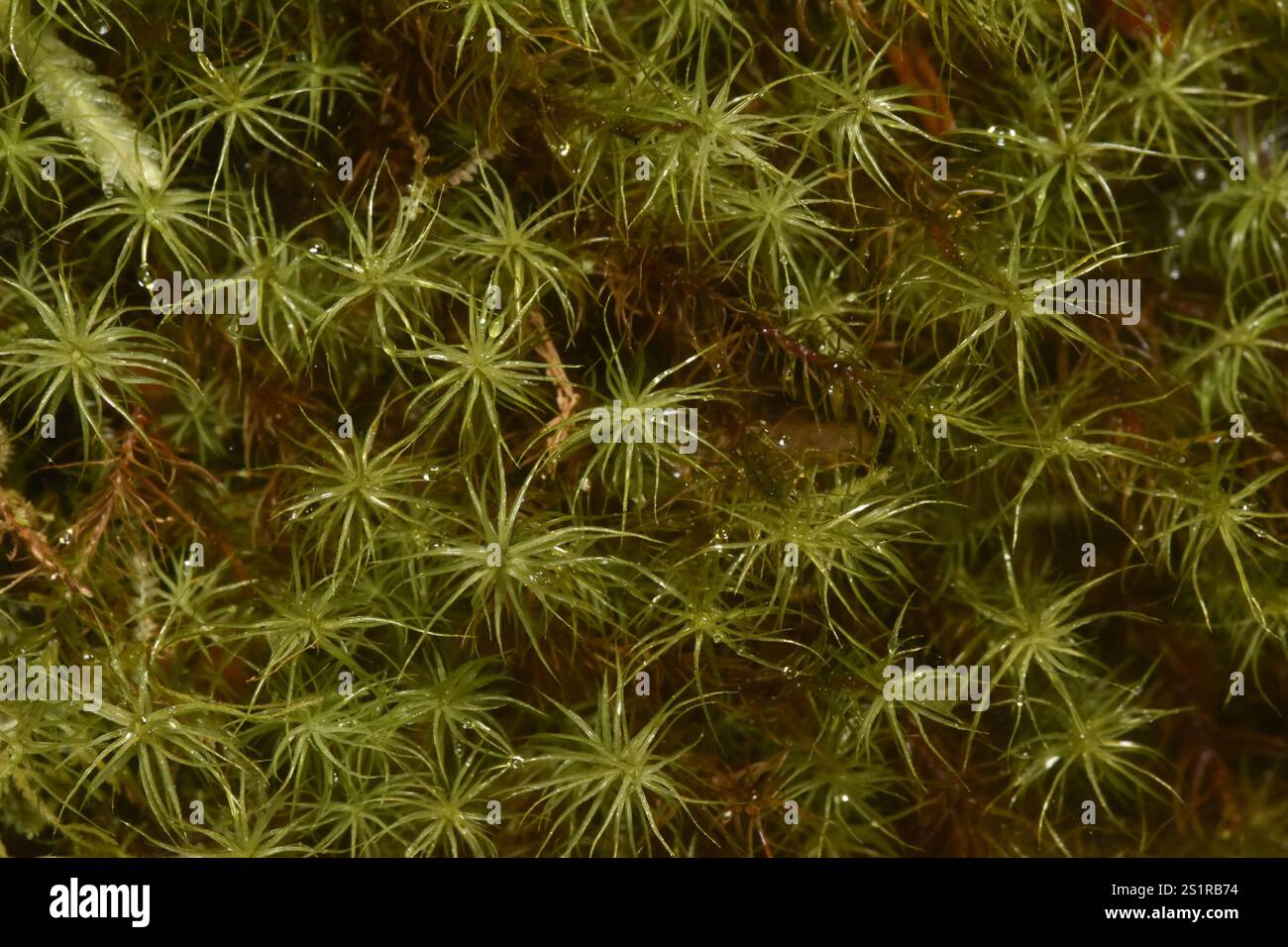 Common Apple-moss (Bartramia pomiformis Stock Photo - Alamy