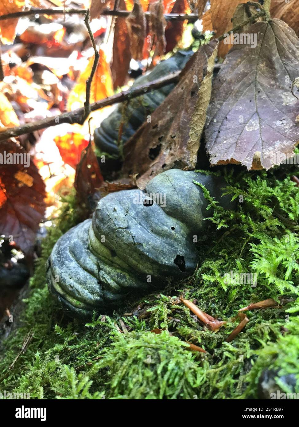 Hoof Fungus (Fomes fomentarius Stock Photo - Alamy