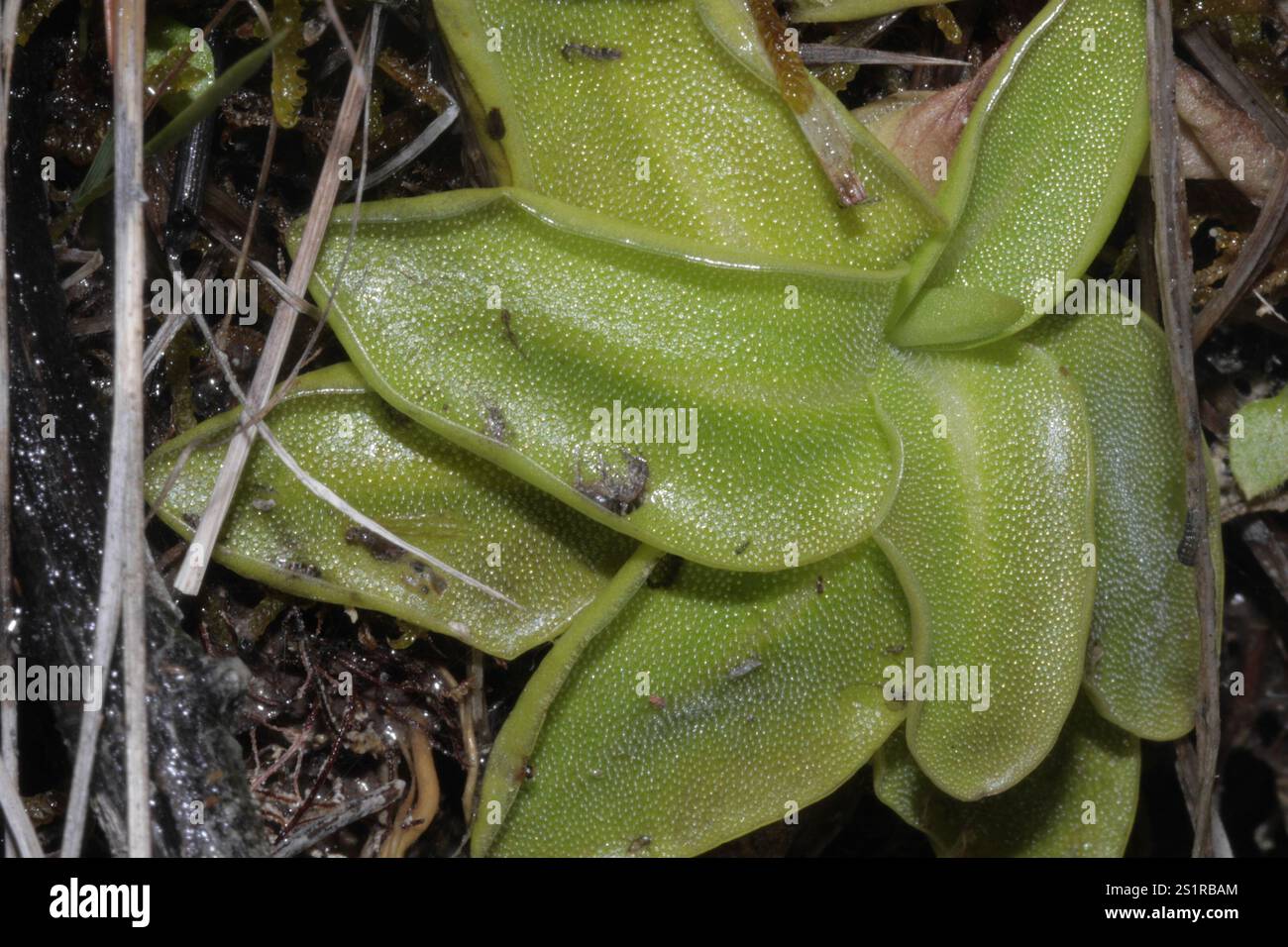 Common Butterwort (Pinguicula vulgaris Stock Photo - Alamy