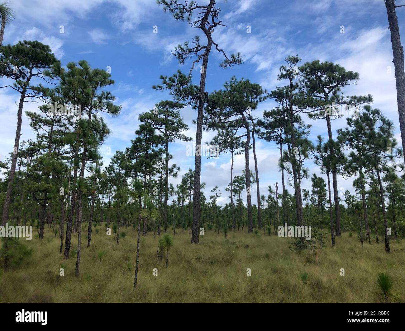 longleaf pine (Pinus palustris Stock Photo - Alamy