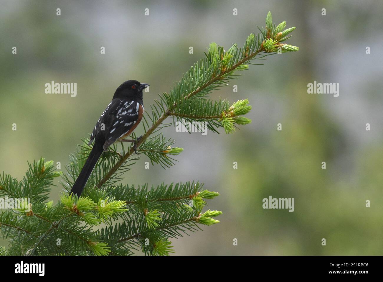 Spotted Towhee (Pipilo maculatus Stock Photo - Alamy