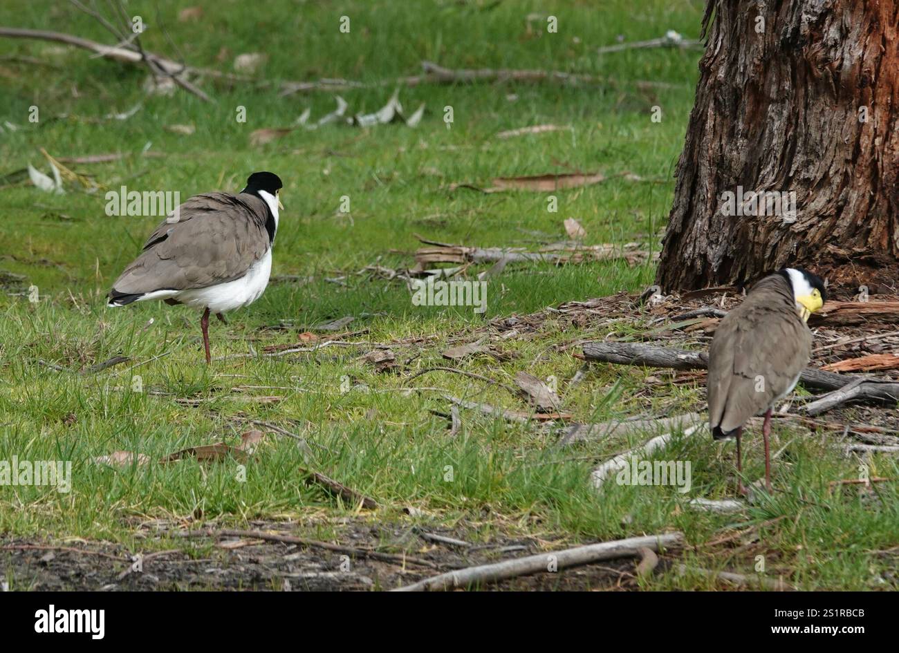 Black-shouldered Masked Lapwing (Vanellus miles novaehollandiae Stock ...