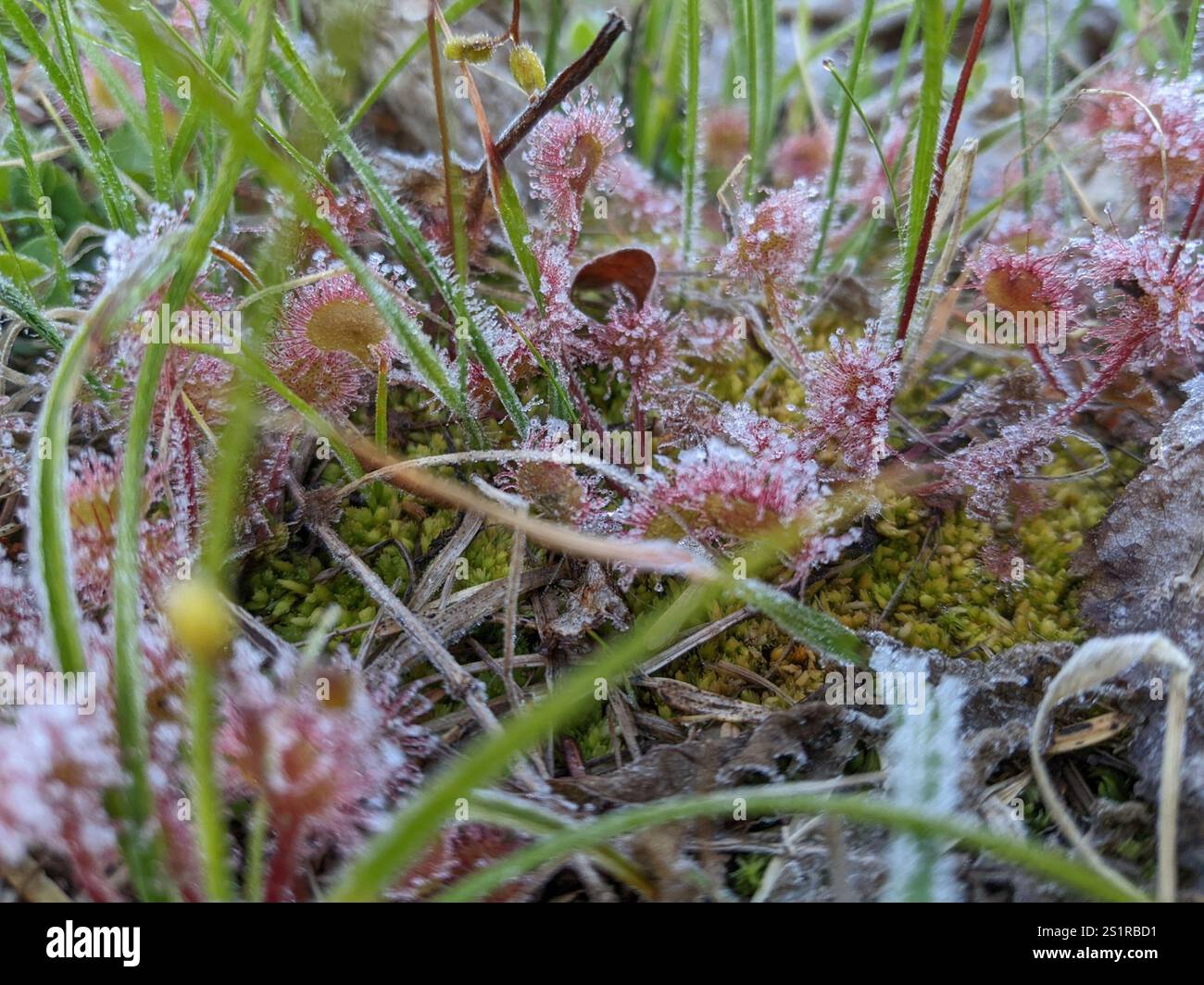 round-leaved sundew (Drosera rotundifolia Stock Photo - Alamy