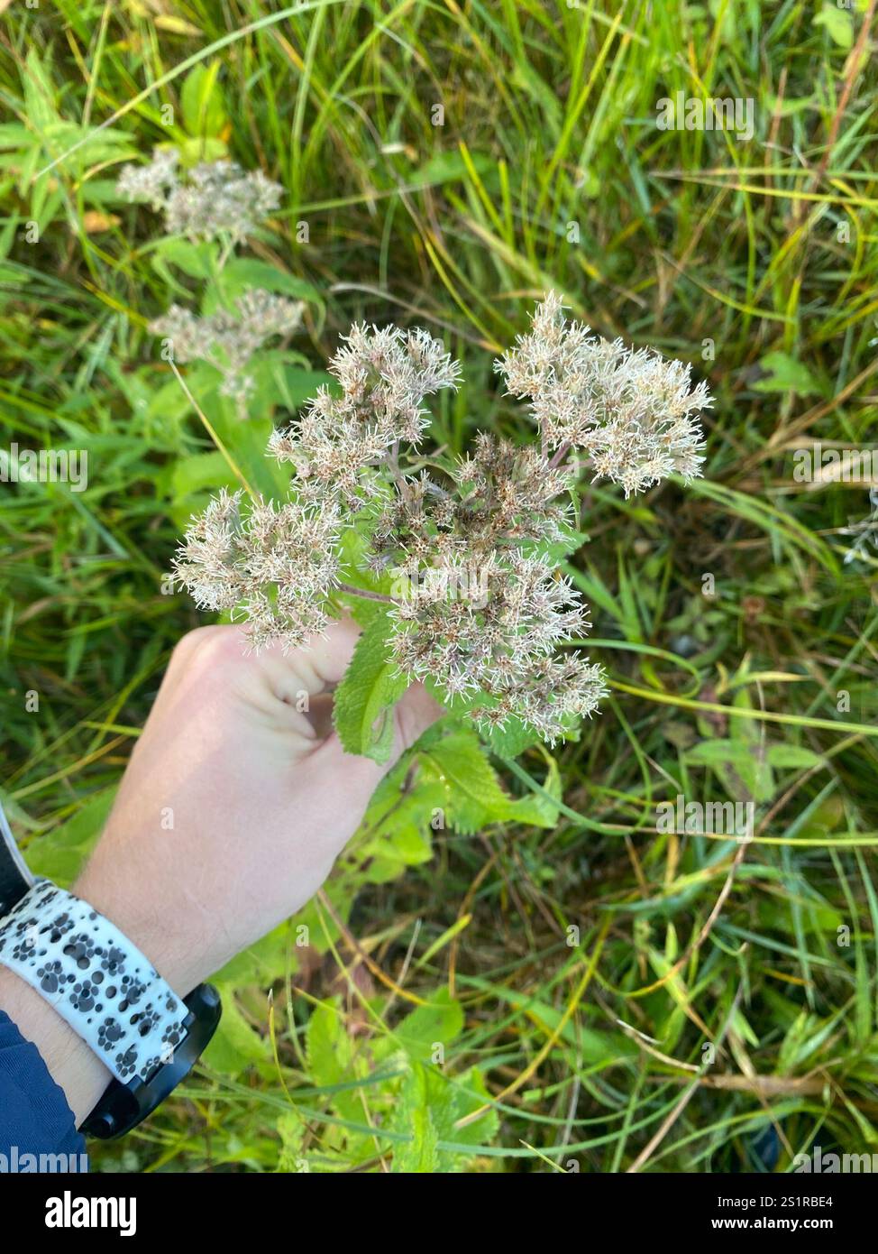 common boneset (Eupatorium perfoliatum Stock Photo - Alamy