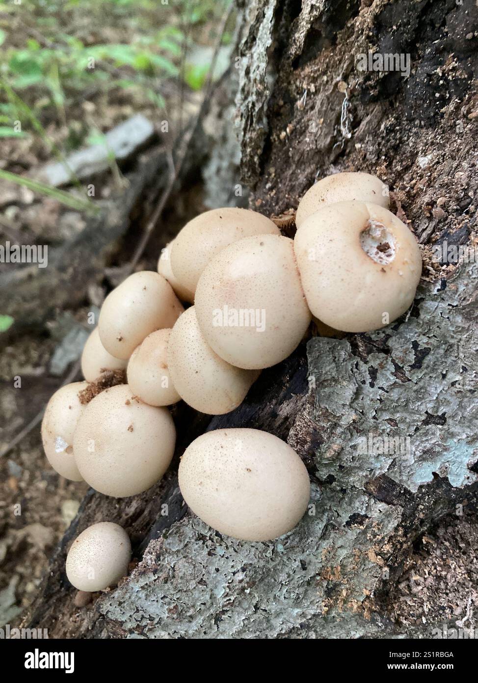 Pear-shaped Puffball (Apioperdon pyriforme Stock Photo - Alamy