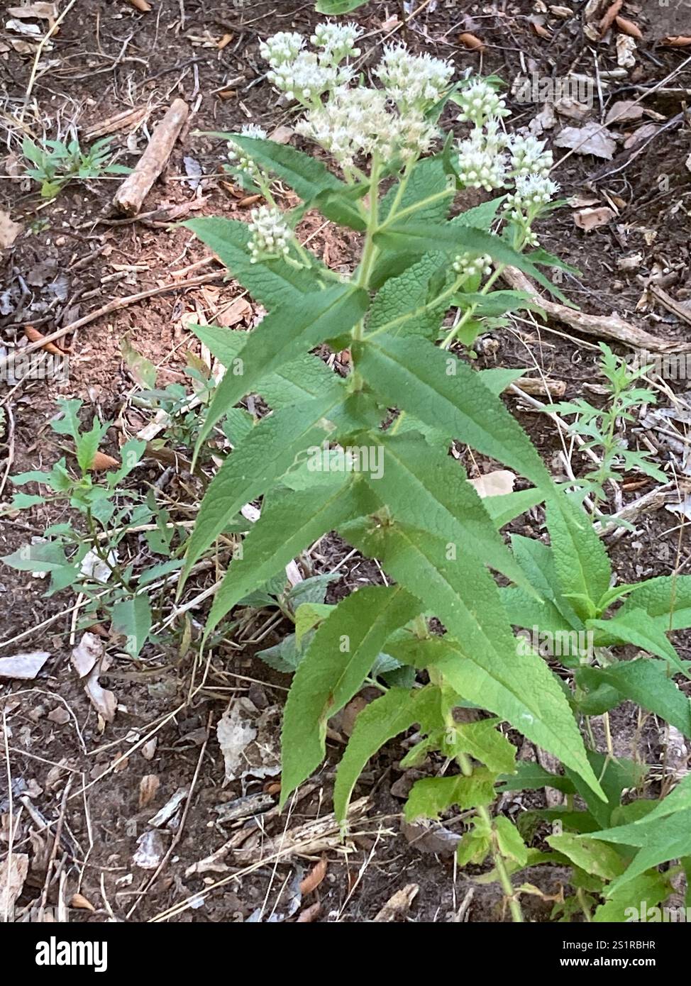 common boneset (Eupatorium perfoliatum Stock Photo - Alamy