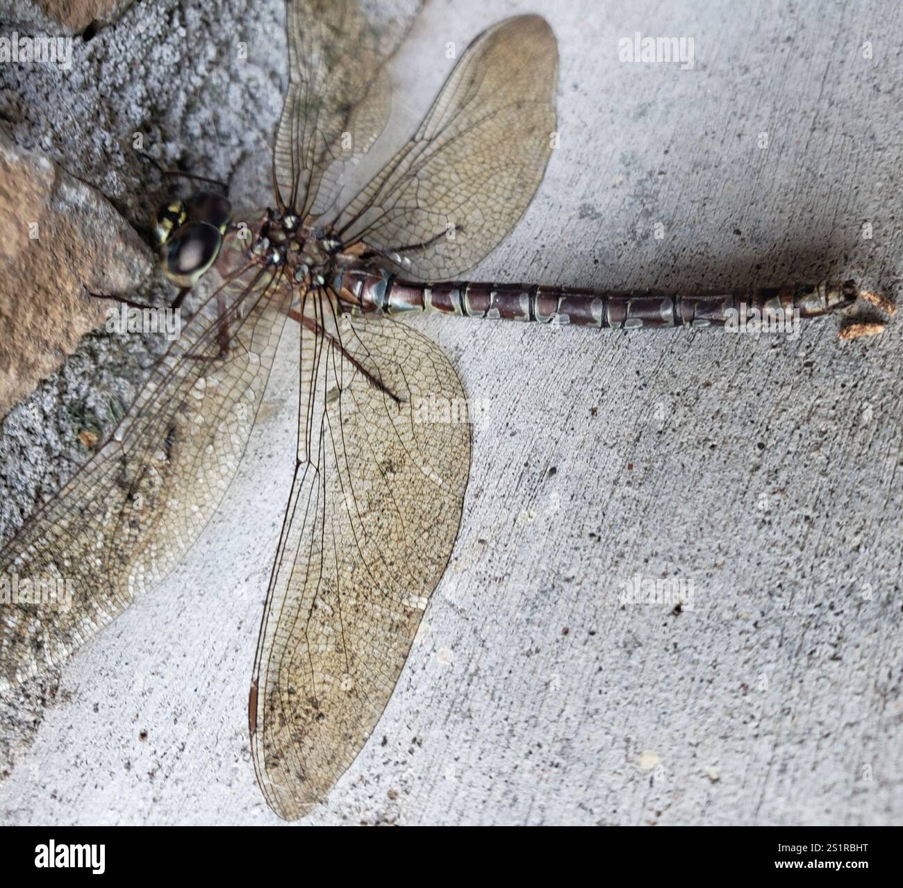 Hawkers and Typical Darners (Aeshna Stock Photo - Alamy
