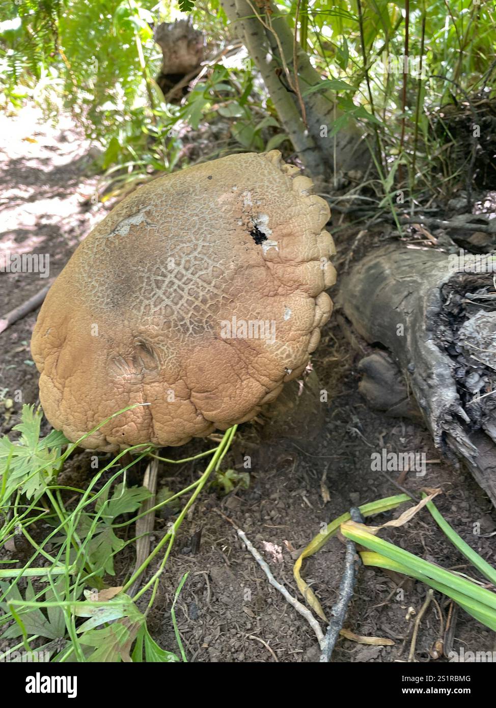 aspen bolete (Leccinum insigne Stock Photo - Alamy