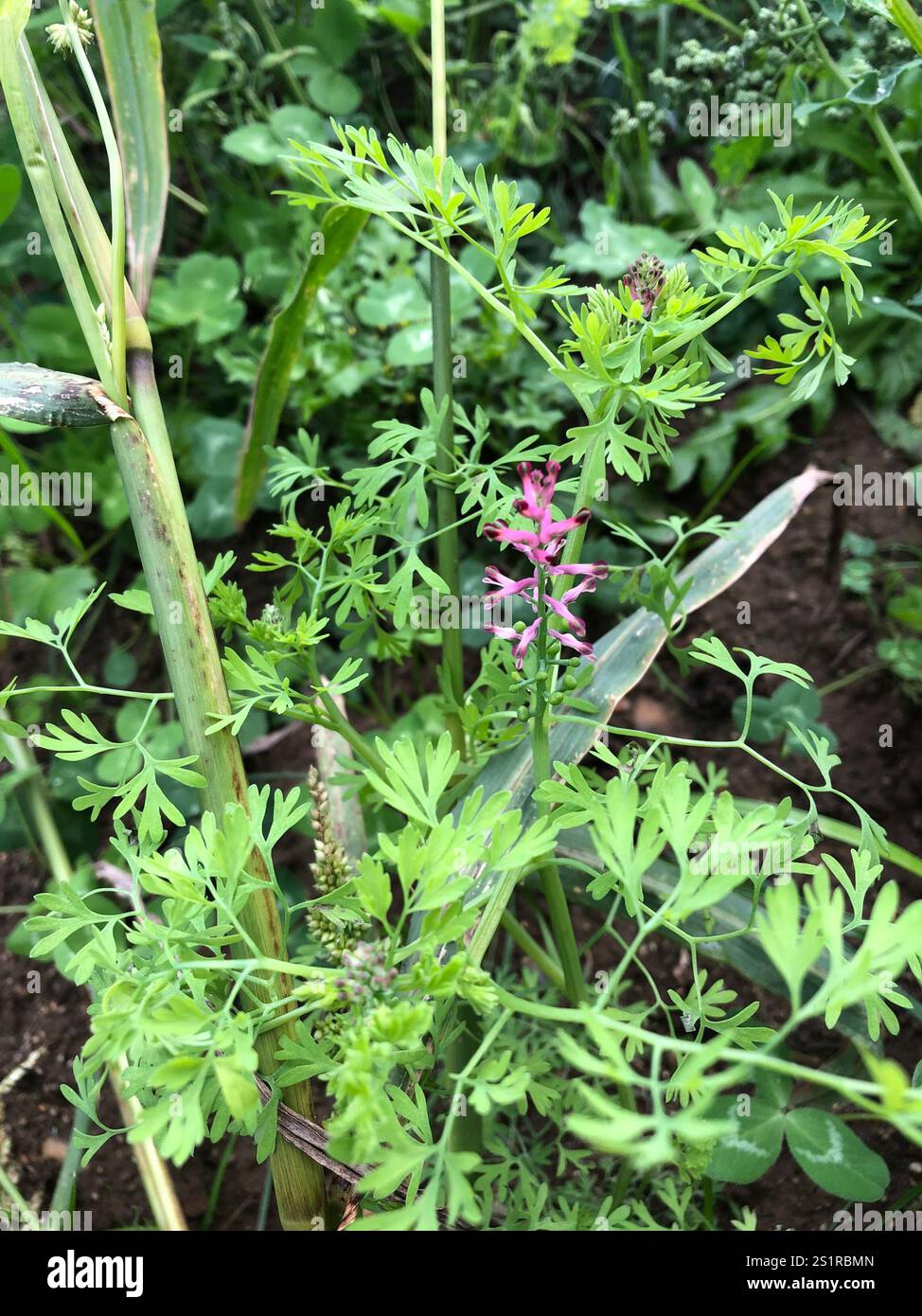 tall ramping-fumitory (Fumaria bastardii Stock Photo - Alamy