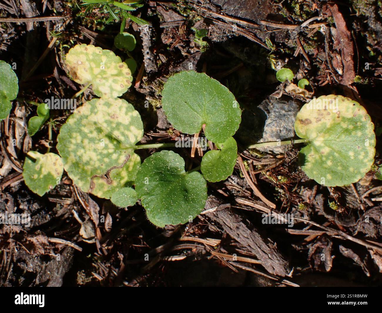 rust fungi (Pucciniales Stock Photo - Alamy
