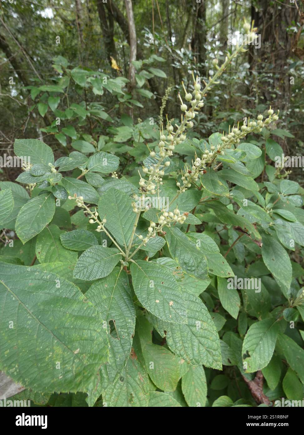Sweet Pepperbush (Clethra alnifolia Stock Photo - Alamy