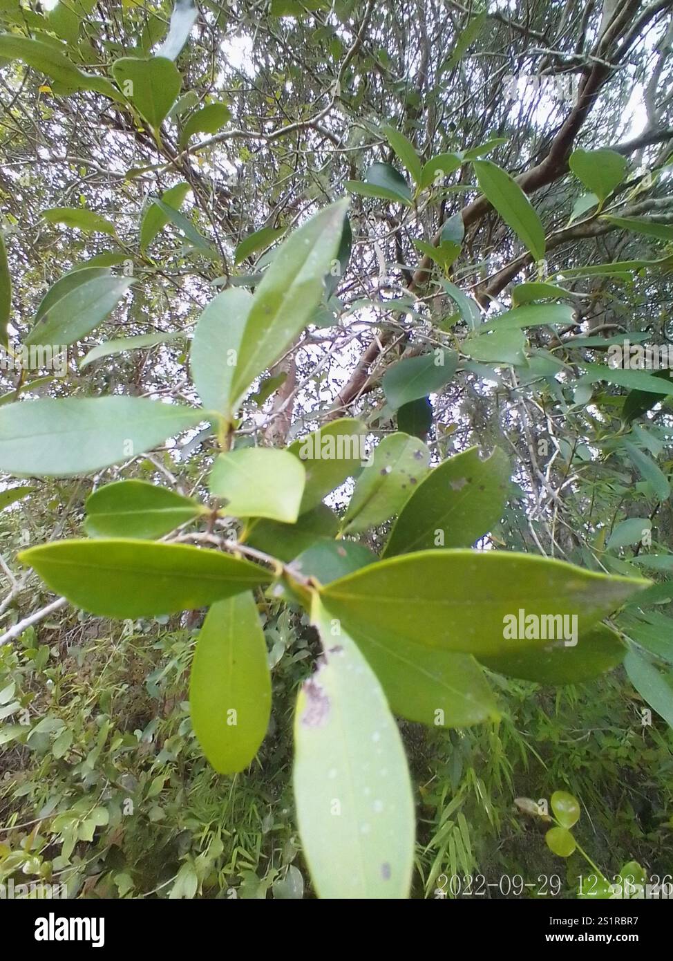 myrtle family (Myrtaceae Stock Photo - Alamy