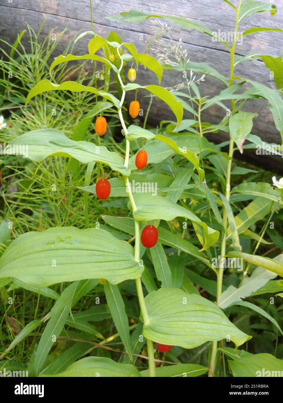 white twisted-stalk (Streptopus amplexifolius Stock Photo - Alamy