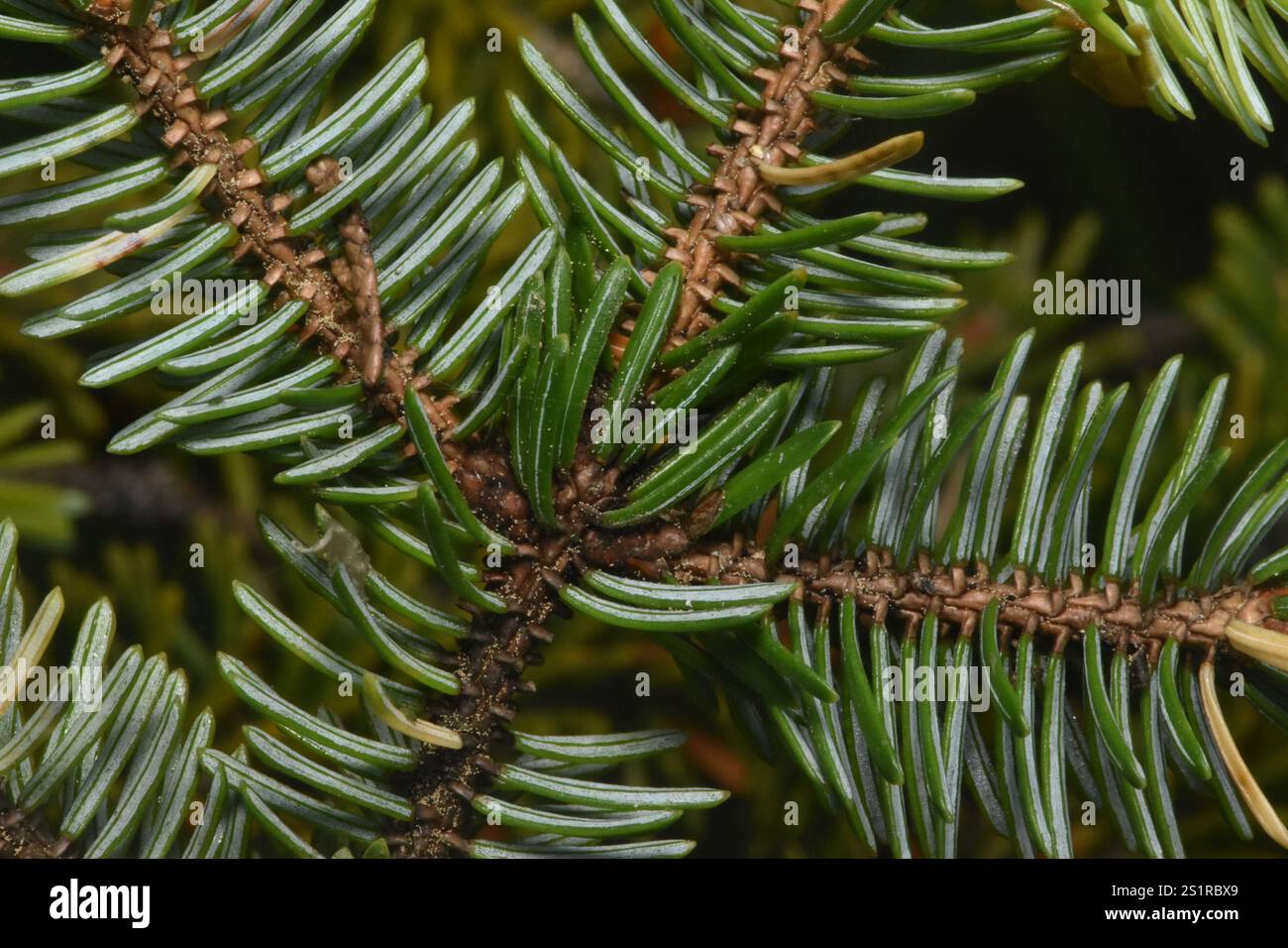 Sitka spruce (Picea sitchensis Stock Photo - Alamy