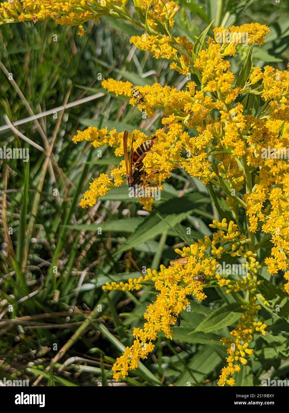 Northern Paper Wasp (Polistes fuscatus Stock Photo - Alamy