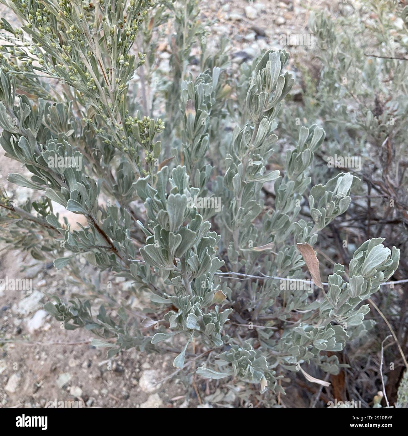Big Sagebrush (Artemisia tridentata Stock Photo - Alamy