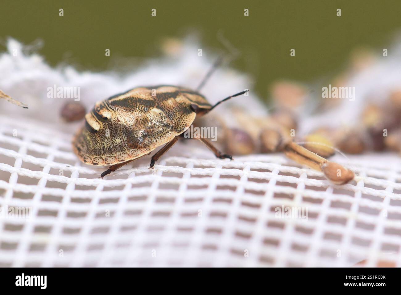 Stink Bugs, Shield Bugs, and Allies (Pentatomoidea Stock Photo - Alamy