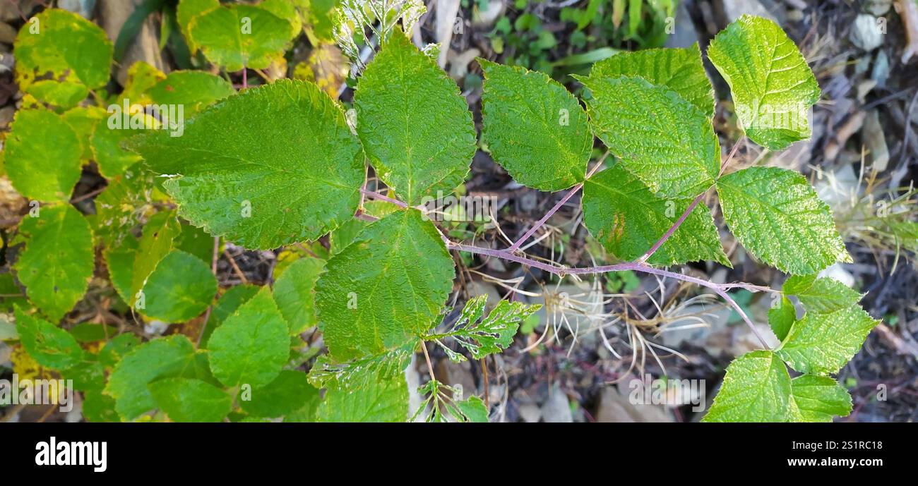 red raspberry (Rubus idaeus Stock Photo - Alamy