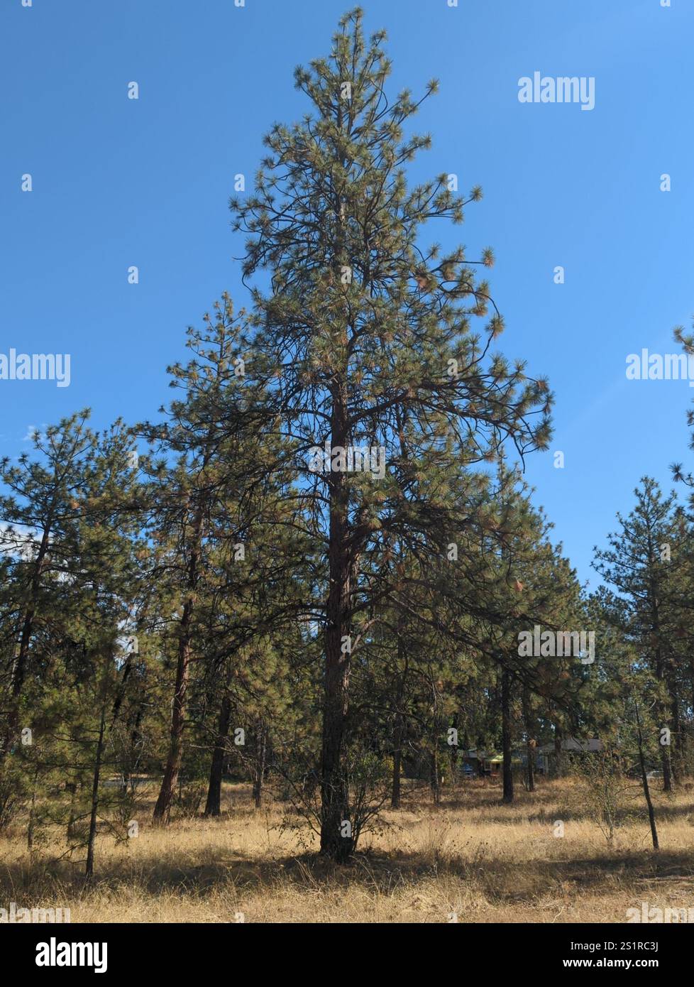 Ponderosa Pine (Pinus ponderosa Stock Photo - Alamy