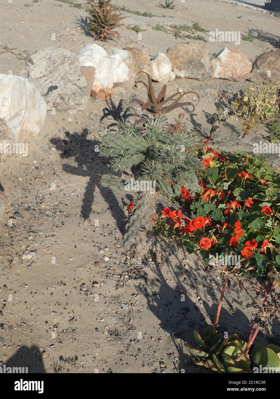 tree cholla (Cylindropuntia imbricata Stock Photo - Alamy