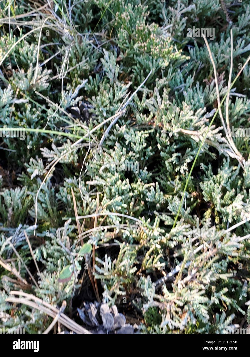 creeping juniper (Juniperus horizontalis Stock Photo - Alamy