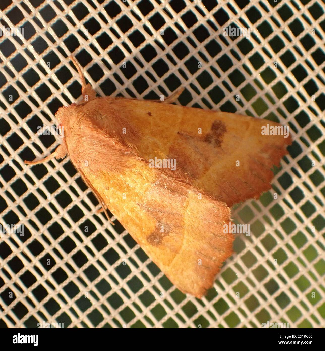 Centre-barred Sallow (Atethmia centrago Stock Photo - Alamy