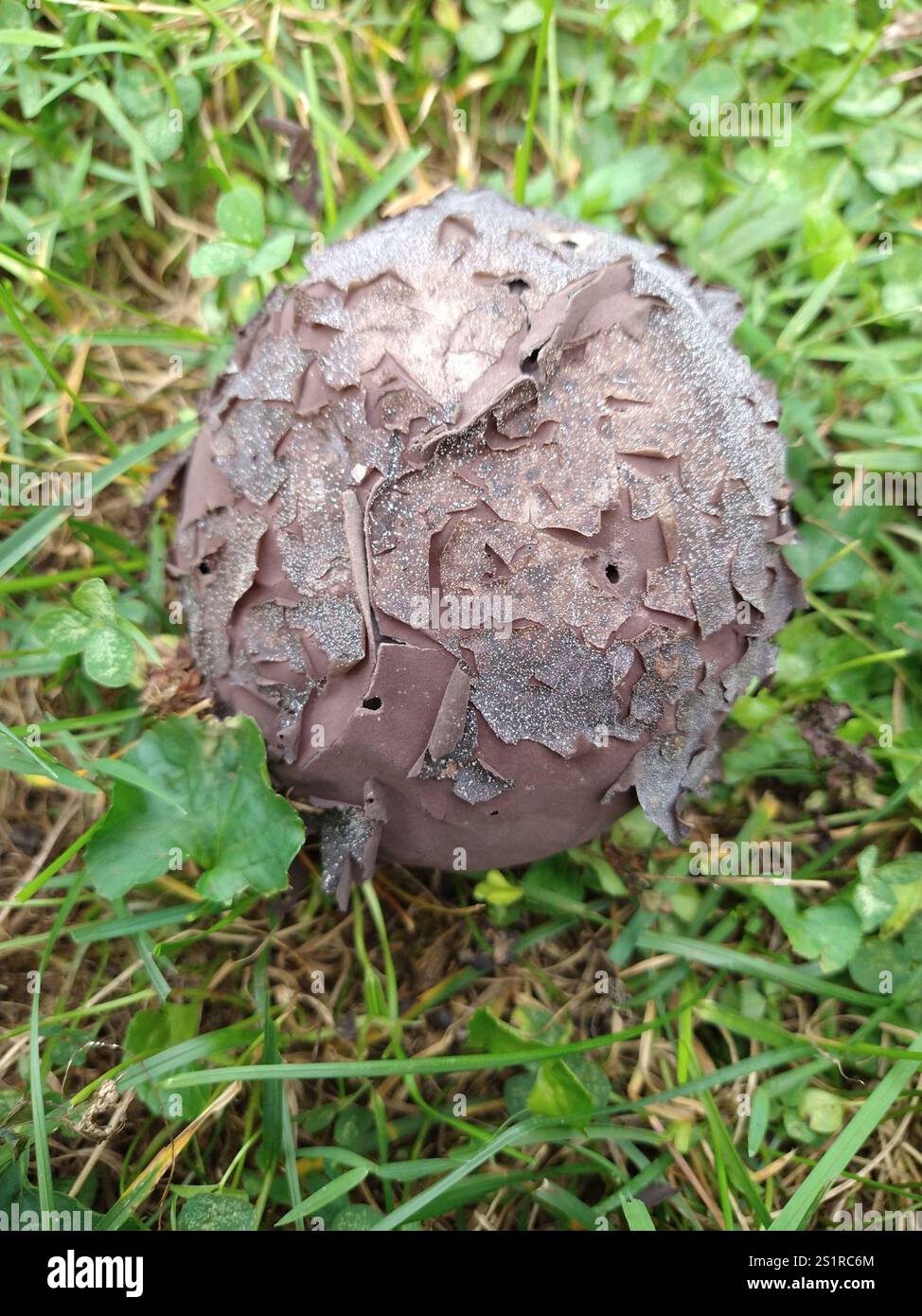 Purple-spored Puffball (Calvatia cyathiformis Stock Photo - Alamy